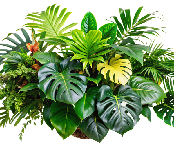 Live Plants – World of Exotics