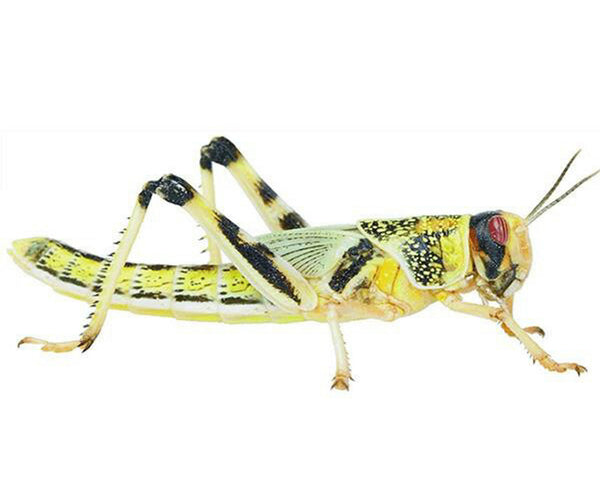 Care Guide: Selecting the Right Feeder Insects for Your Reptile – World ...