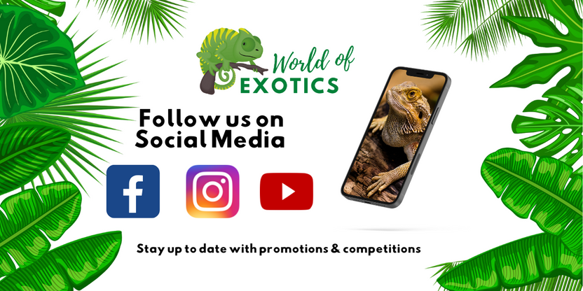 World of Exotics | #1 Store for exotic animals in North West England