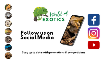 World of Exotics | #1 Store for exotic animals in North West England