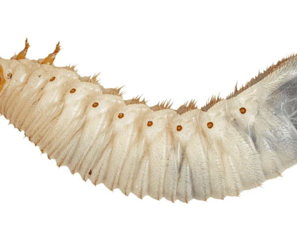 fruit beetle grub